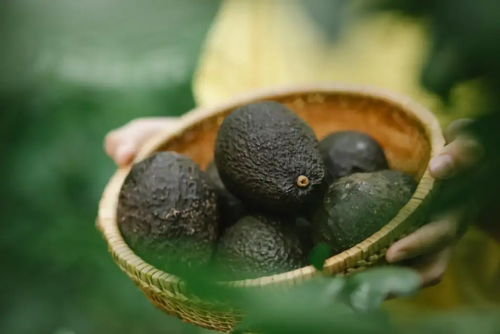 🥑 Health Benefits of Avocado: Everything You Need to Know