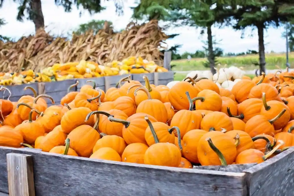 🥗 Health Benefits of Pumpkin: Everything You Need to Know
